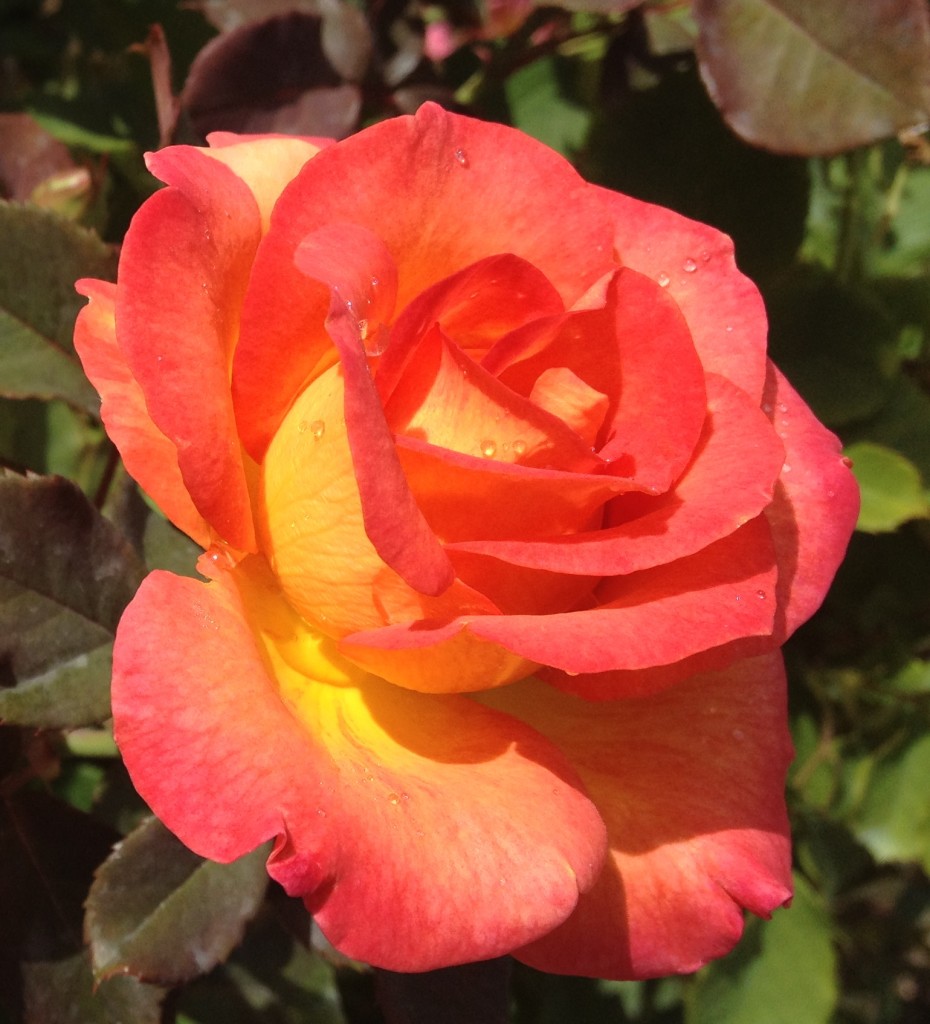 Friends of Boerner Botanical Gardens » Membership