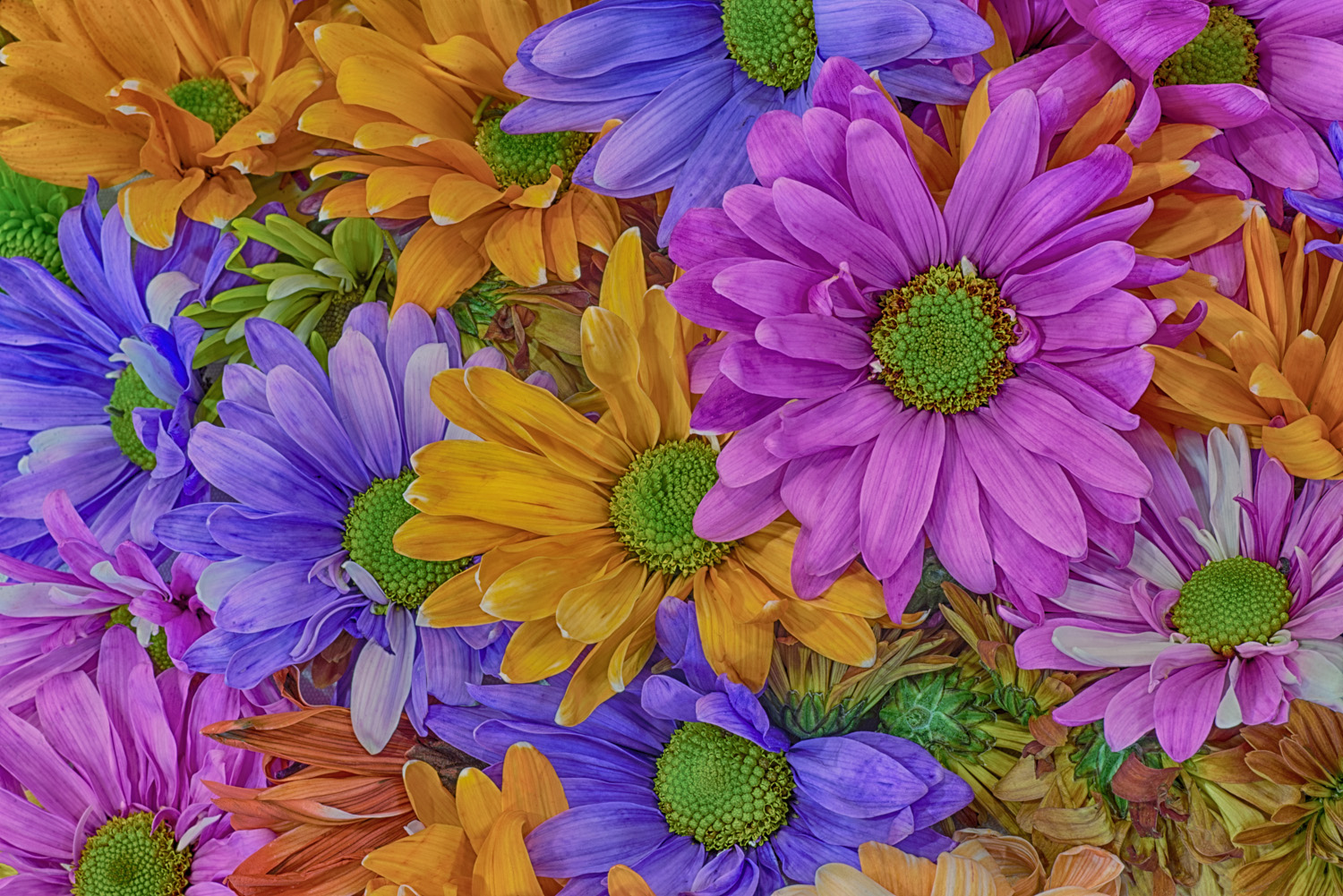 Friends of Boerner Botanical GardensMeet the Artist: Phyllis Bankier